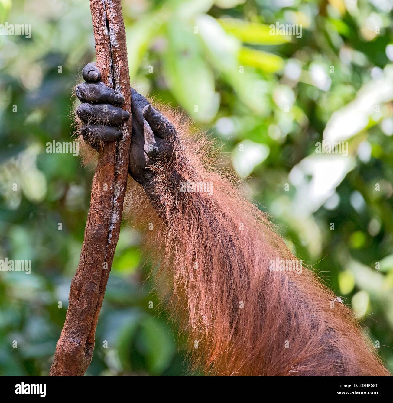 Hand in the Forest. The arm and hand of a male Borneo orangutan (Pongo ...