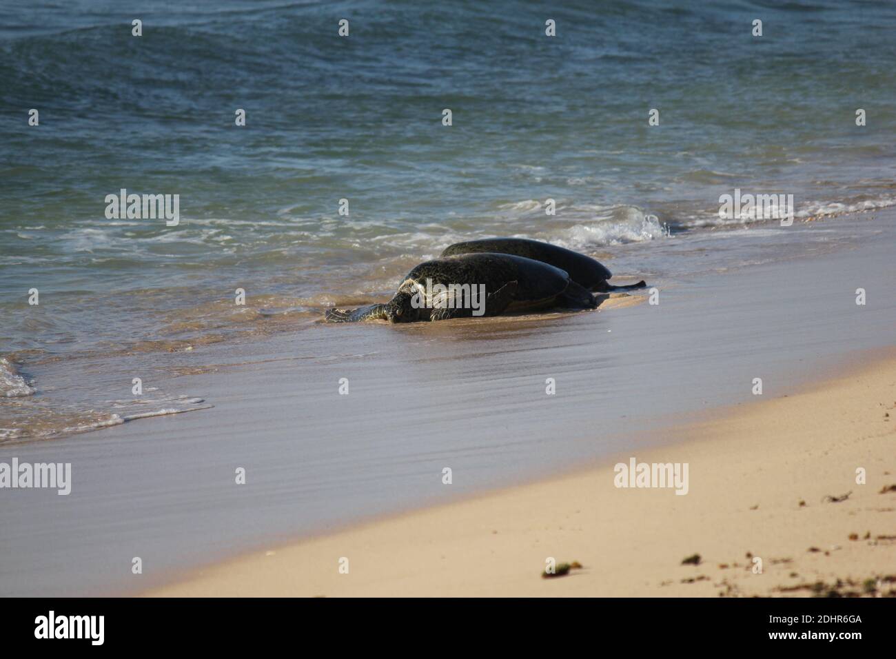 Green Sea Turtles resting on a beach during breeding season in the ...