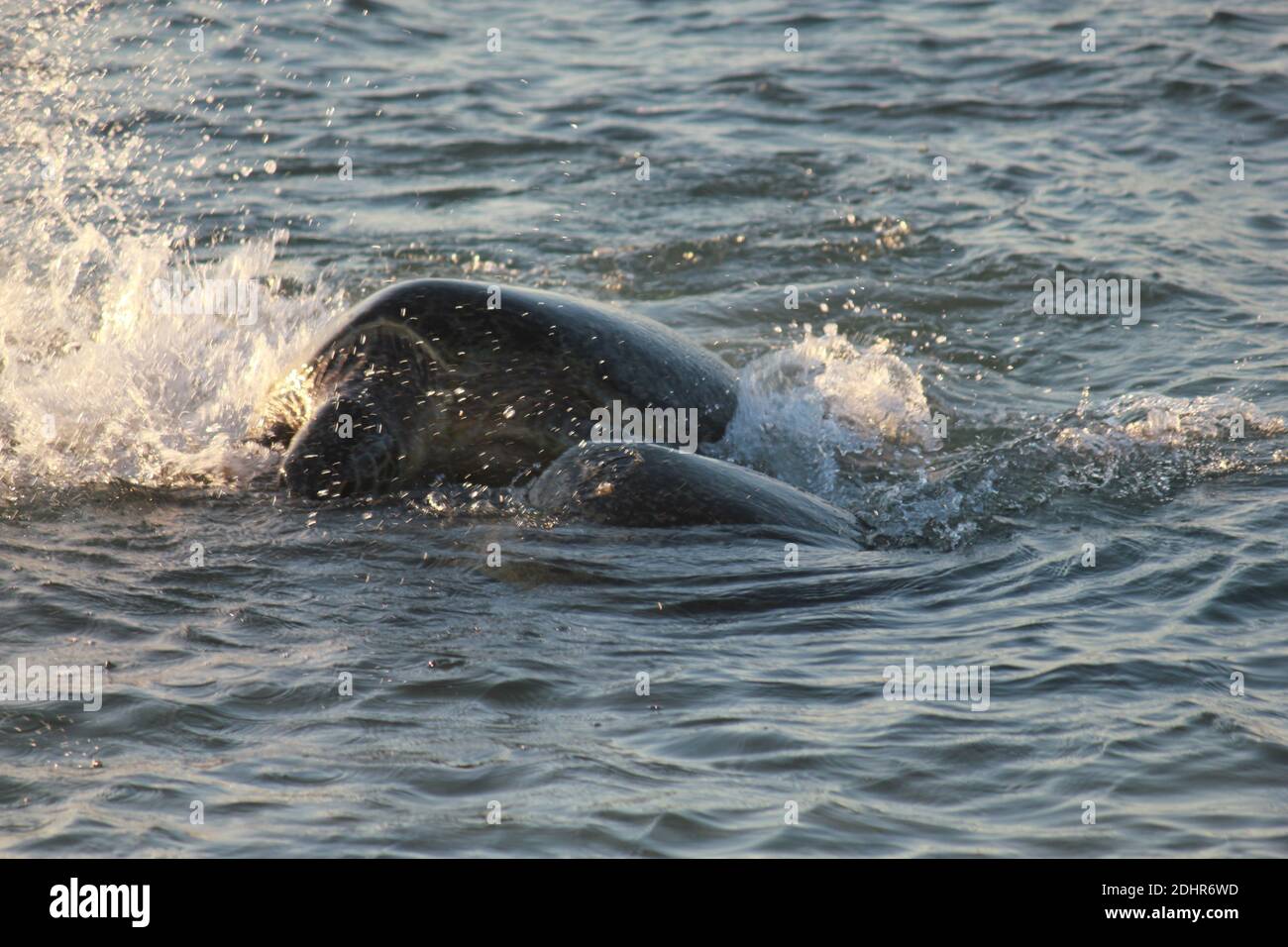Green Sea turtles mating in the Ningaloo reef, Western Australia Stock ...