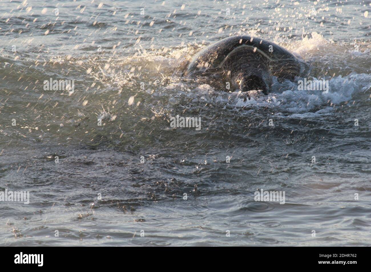 Green Sea turtles mating in the Ningaloo reef, Western Australia Stock ...