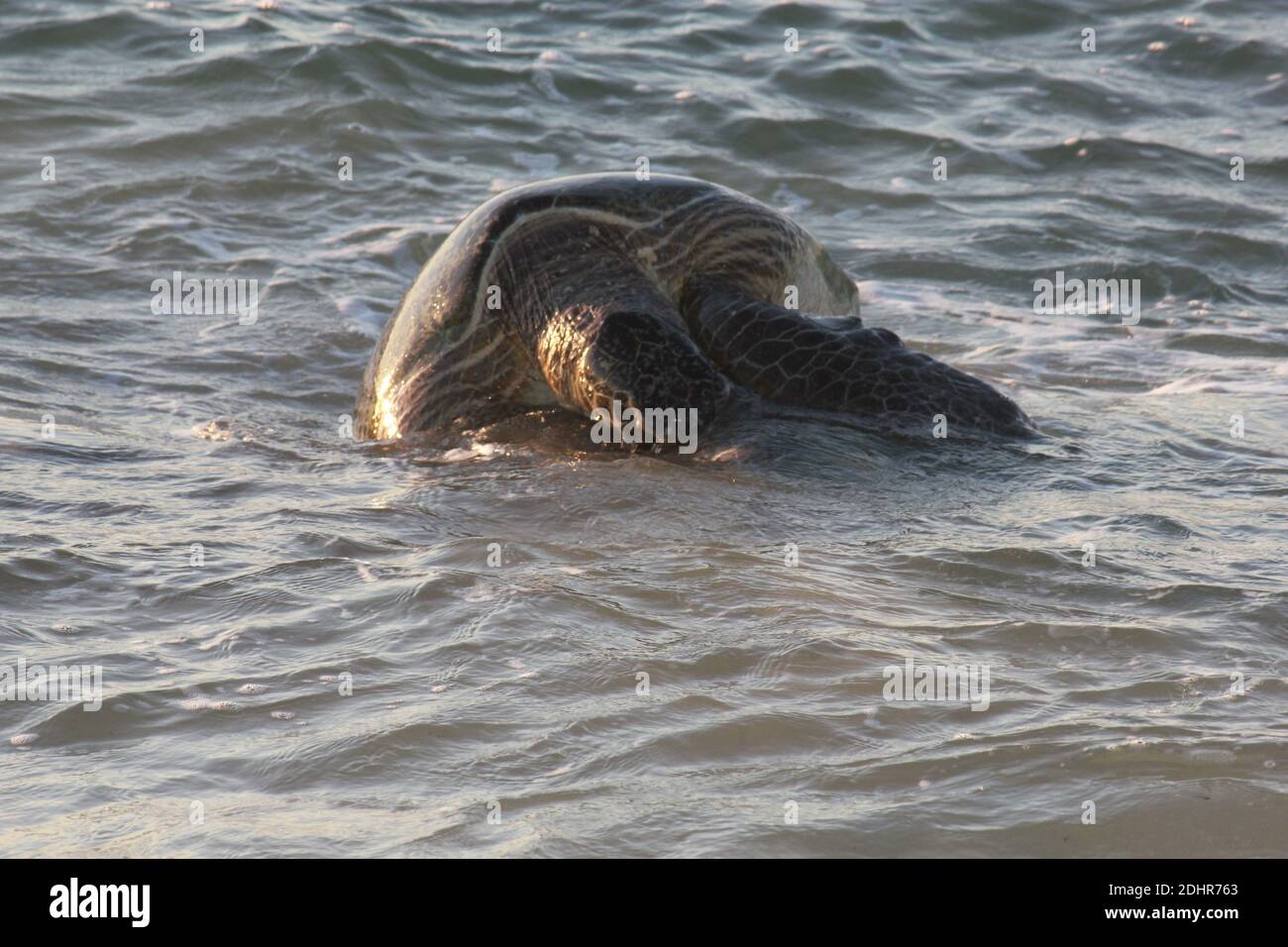 Green Sea turtles mating in the Ningaloo reef, Western Australia Stock ...