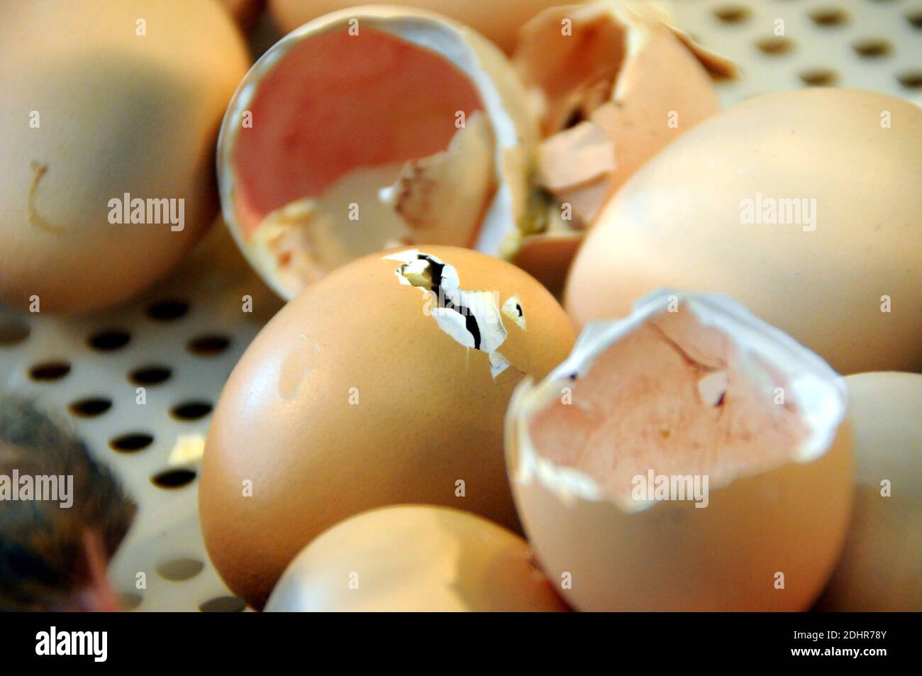 Live birth of a chick during the 53rd Agricultural Show in Paris ...