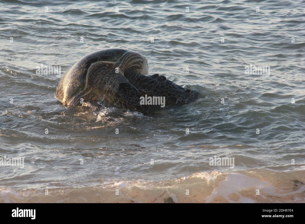 Green Sea turtles mating in the Ningaloo reef, Western Australia Stock ...