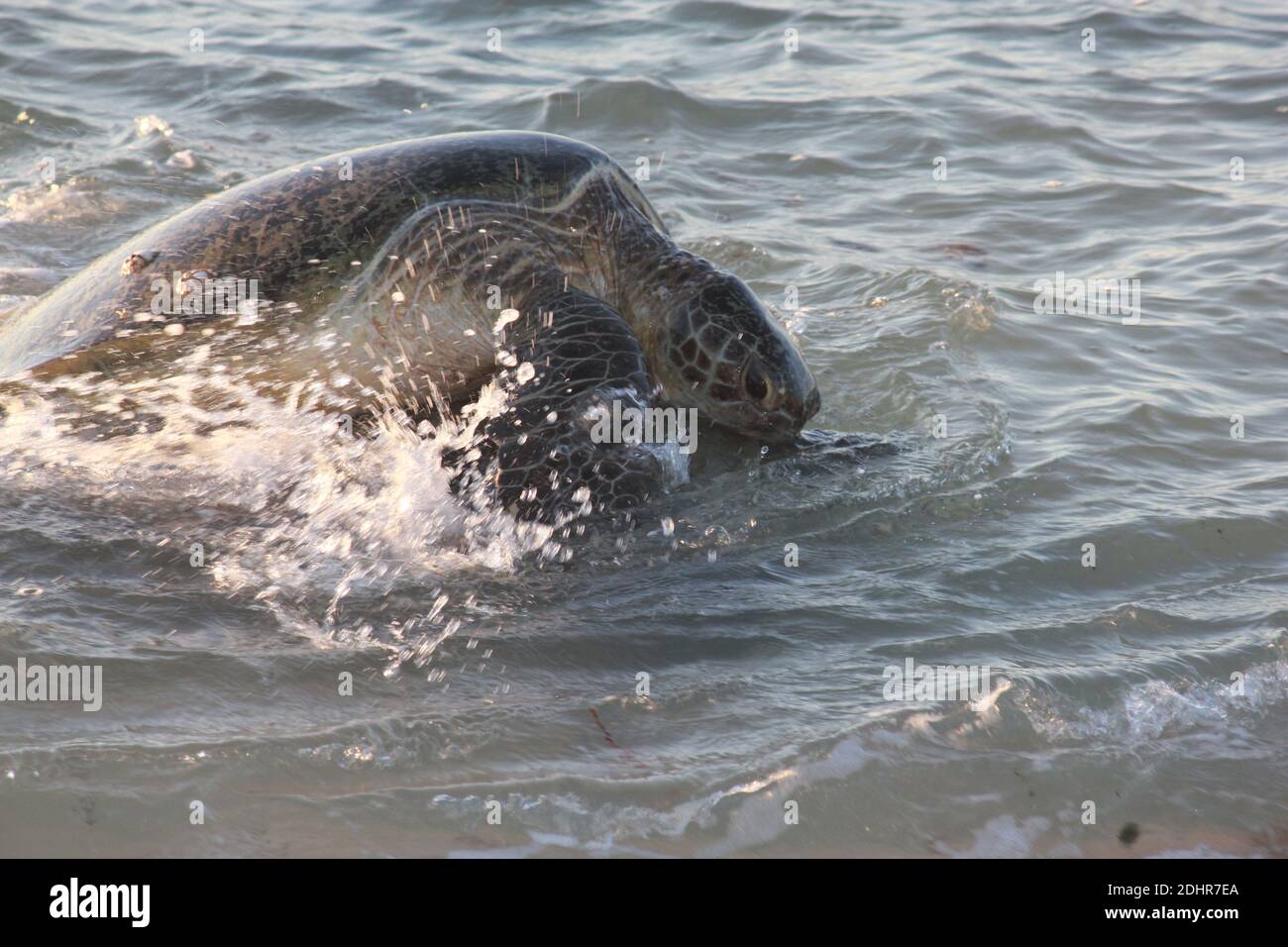Green Sea turtles mating in the Ningaloo reef, Western Australia Stock ...