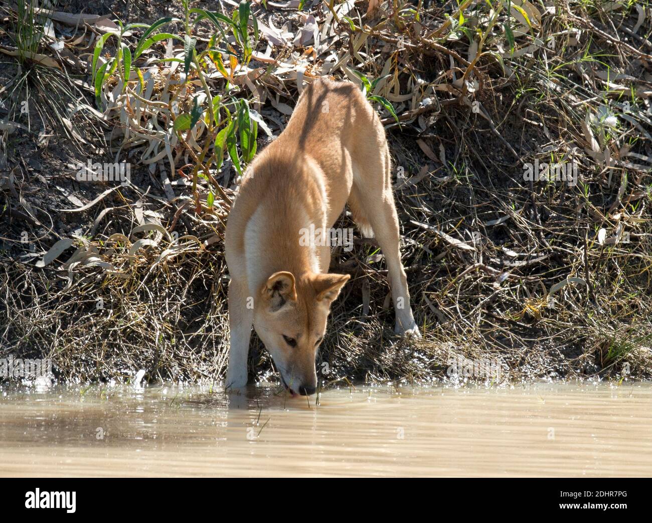 Australian dingo in desert country in outback Queensland, Australia ...
