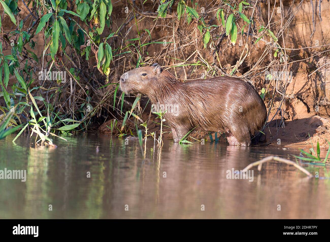 Capybara (Hydrochoeris hydrochaeris) on the banks of Cuiaba River ...
