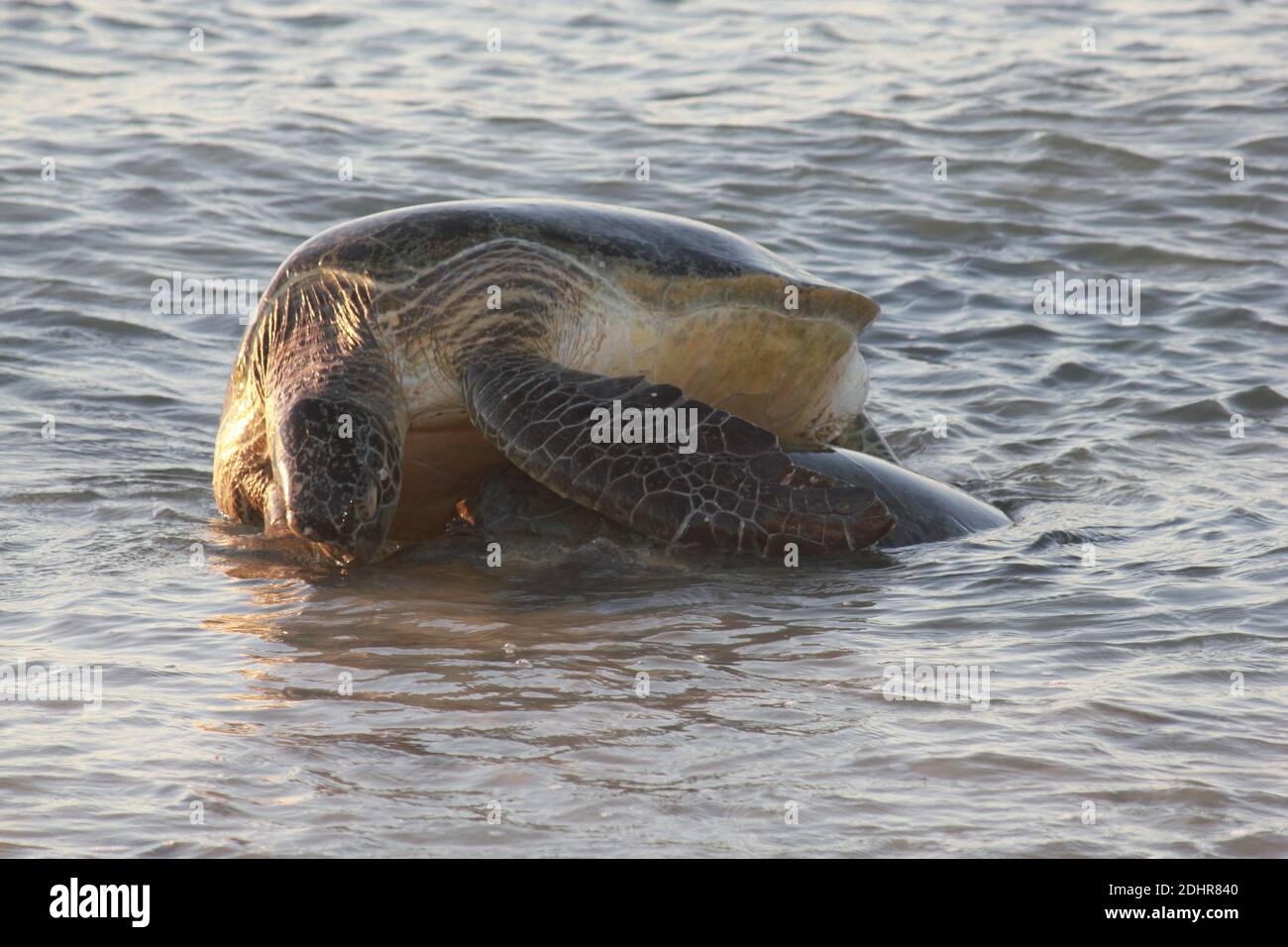Green Sea turtles mating in the Ningaloo reef, Western Australia Stock ...