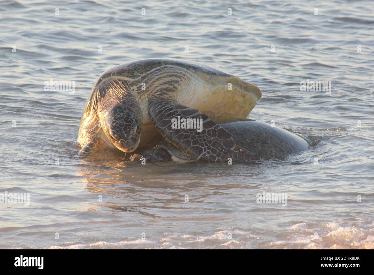 Green Sea turtles mating in the Ningaloo reef, Western Australia Stock ...