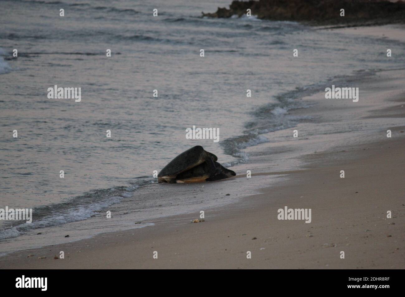 Green Sea turtles mating in the Ningaloo reef, Western Australia Stock ...