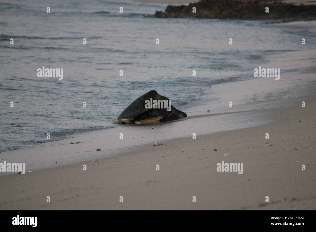 Green Sea turtles mating in the Ningaloo reef, Western Australia Stock ...