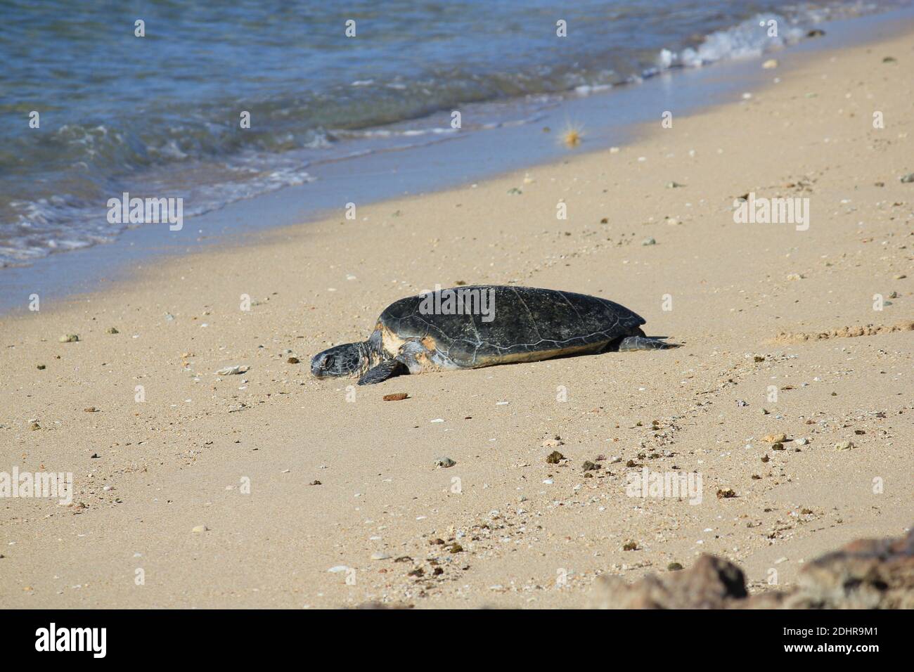 Green Sea Turtles resting on a beach during breeding season in the ...