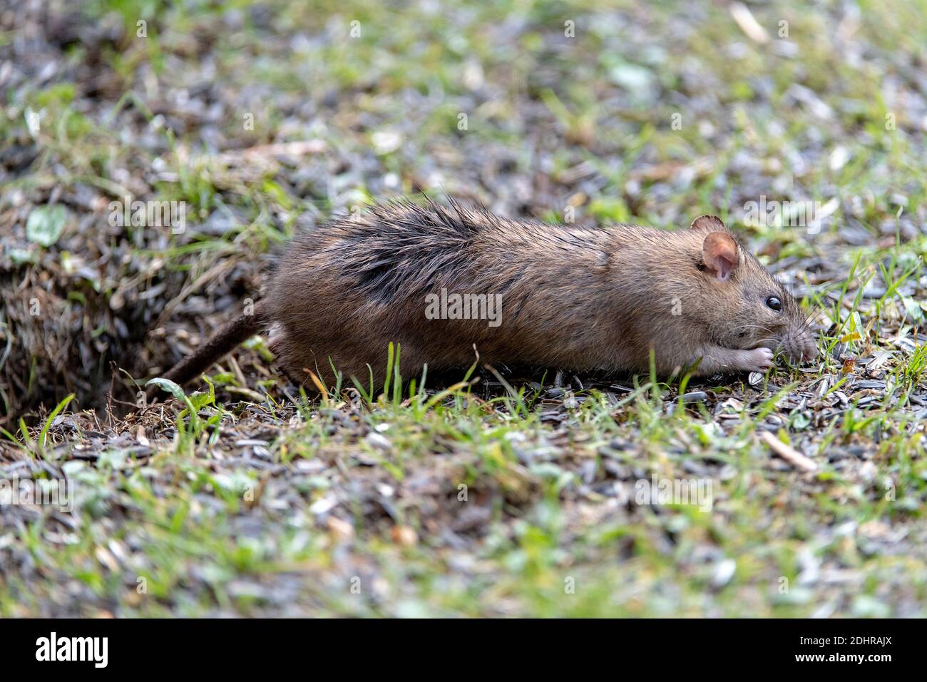 Brown rat (Rattus norwegicus) from south-western Norway Stock Photo - Alamy