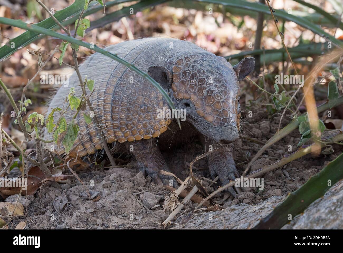 Pantanal armadillos hi-res stock photography and images - Alamy