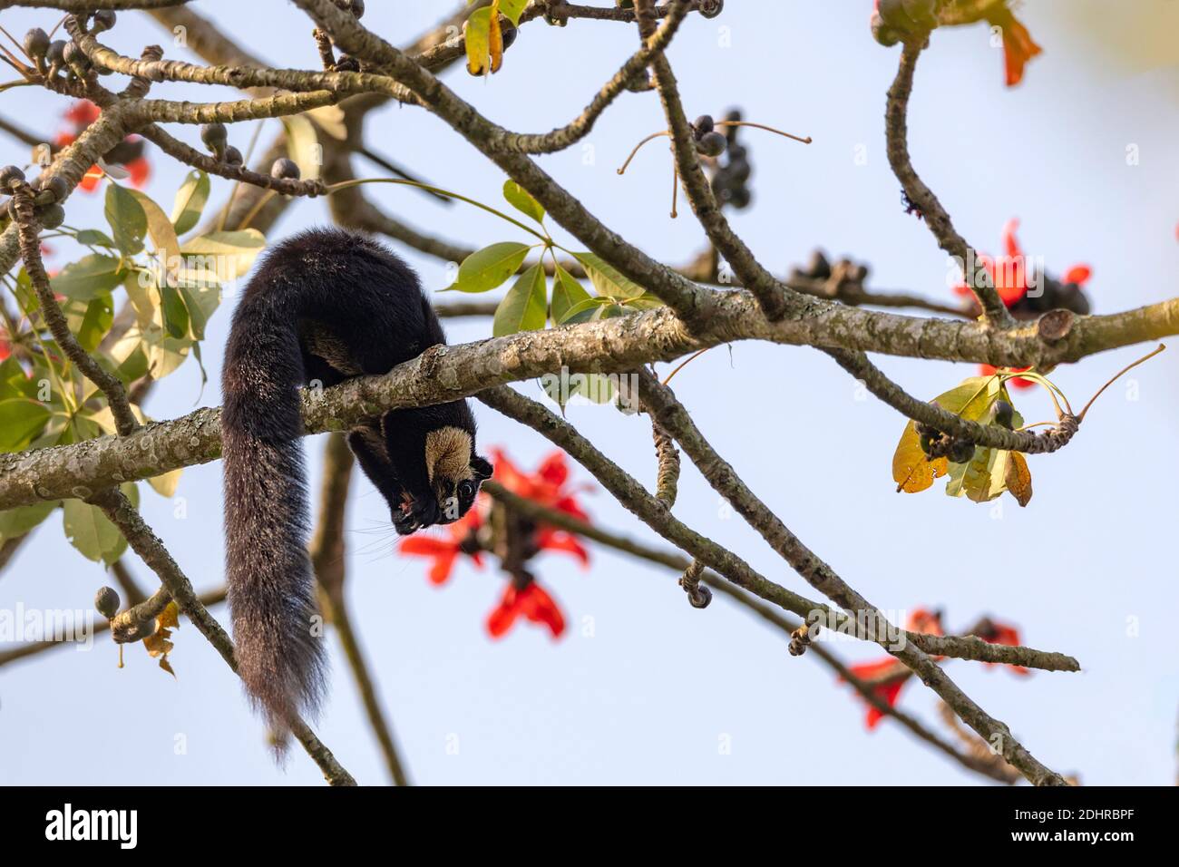Indian giant squirrel (Ratufa indica) from Kaziranga National Park ...