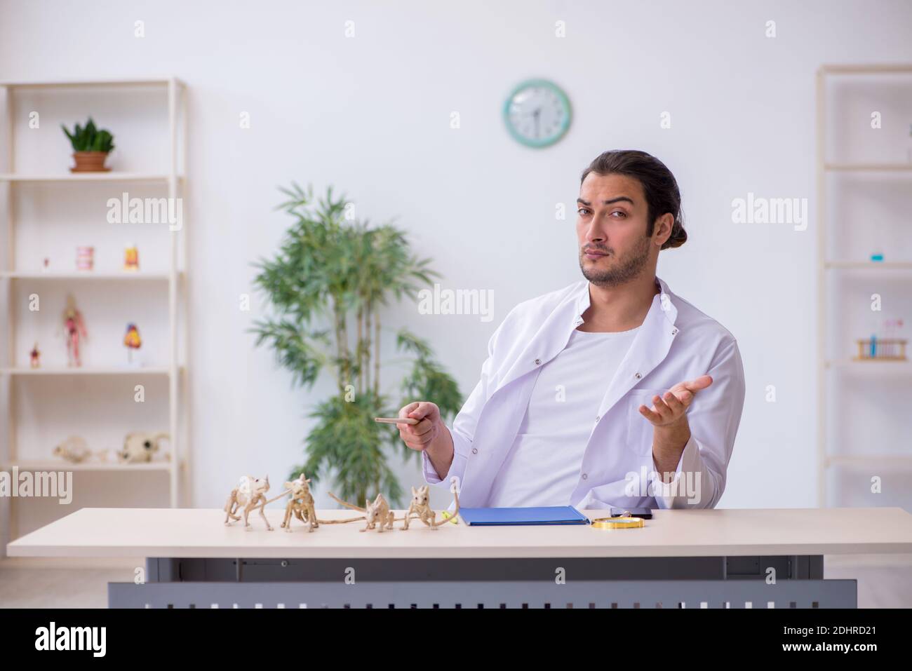 Young zoologist examining mice at lab Stock Photo - Alamy