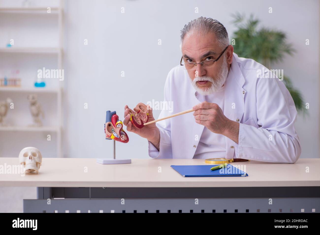 Old cardiologist explaining human heart structure Stock Photo - Alamy