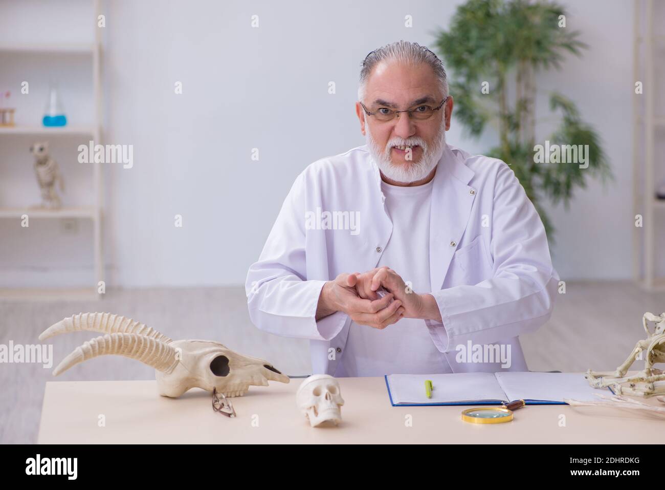 Old paleontologist examining goat head at lab Stock Photo - Alamy