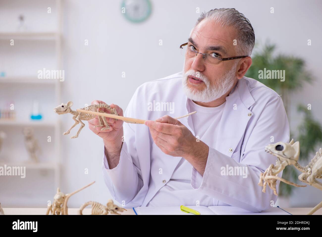 Old paleontologist examining ancient animals at lab Stock Photo - Alamy