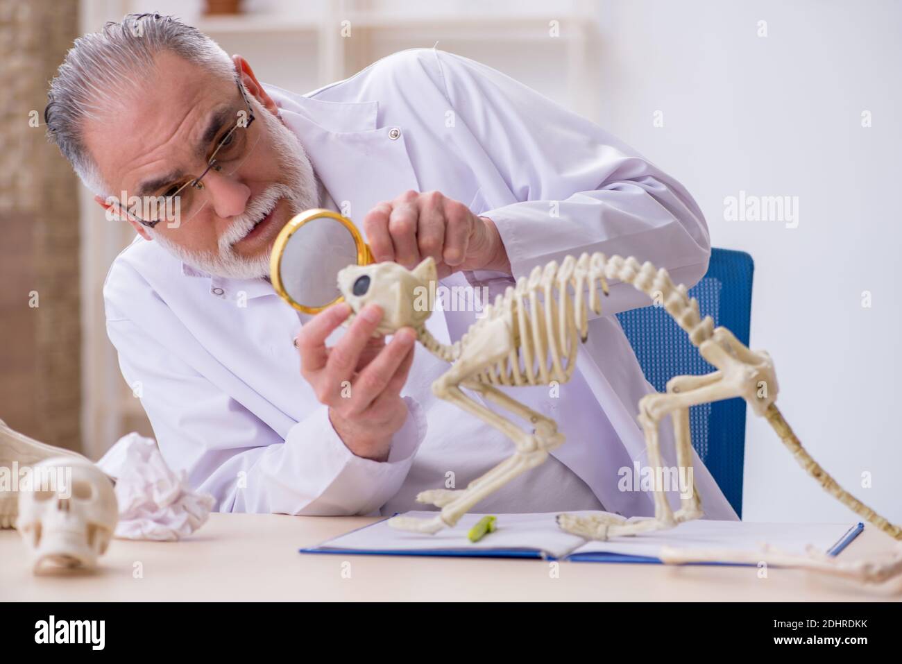 Old paleontologist examining ancient animals at lab Stock Photo - Alamy