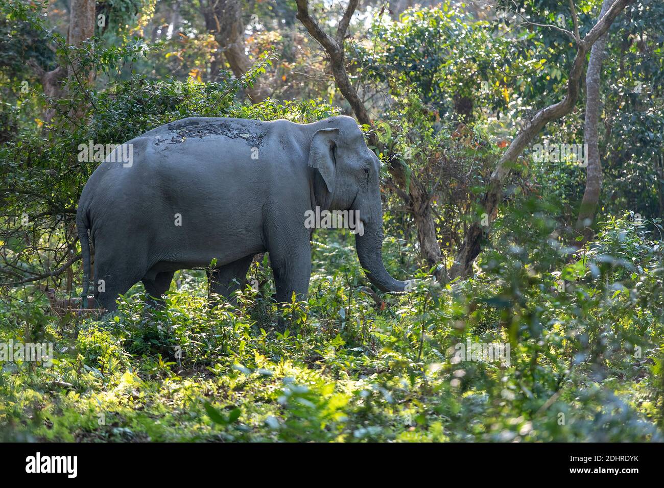 Indian elephant (Elephas maximus indicus) in the forest of Kaziranga ...