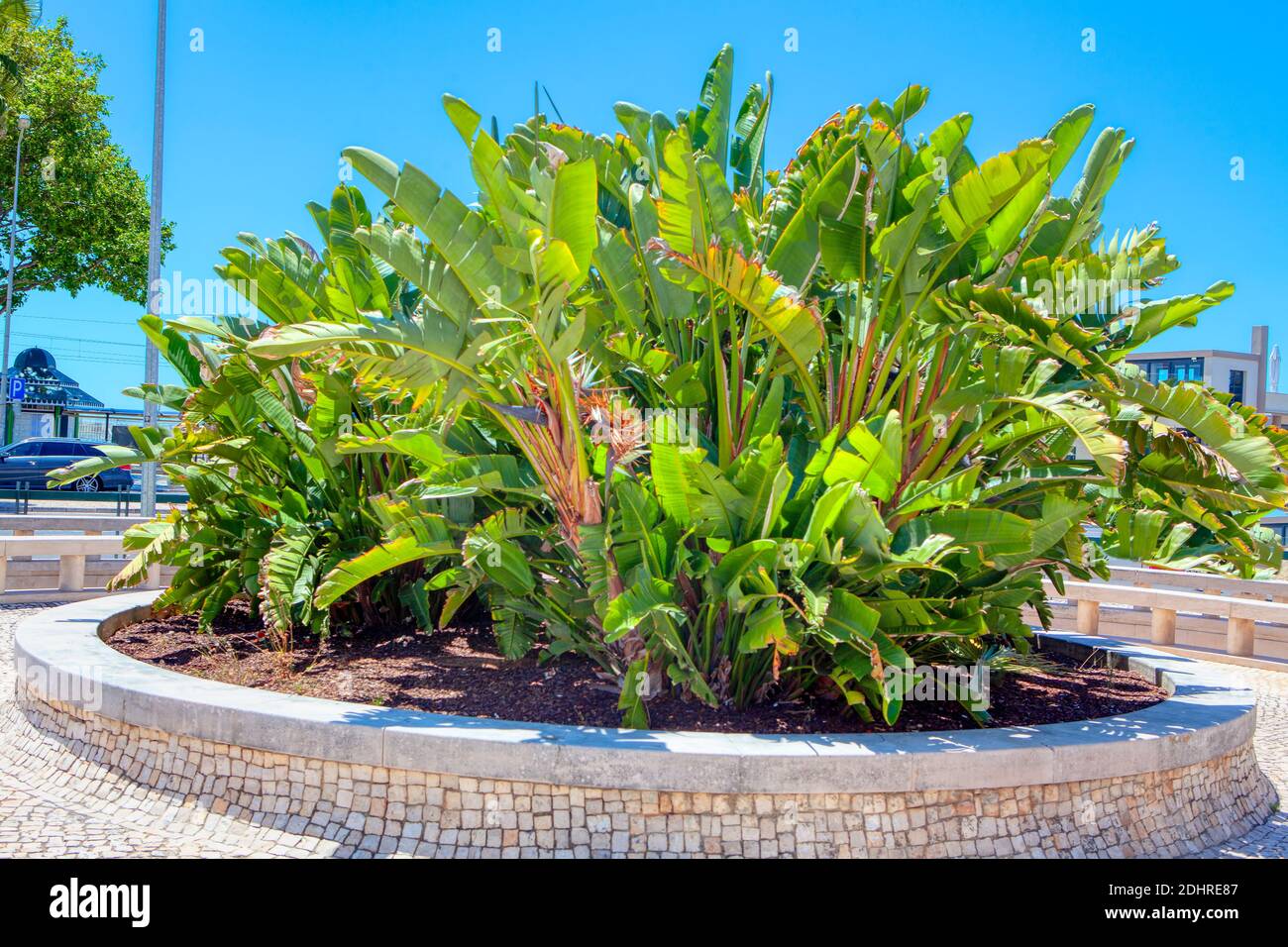 Traffic circle road with tropical plants Stock Photo - Alamy