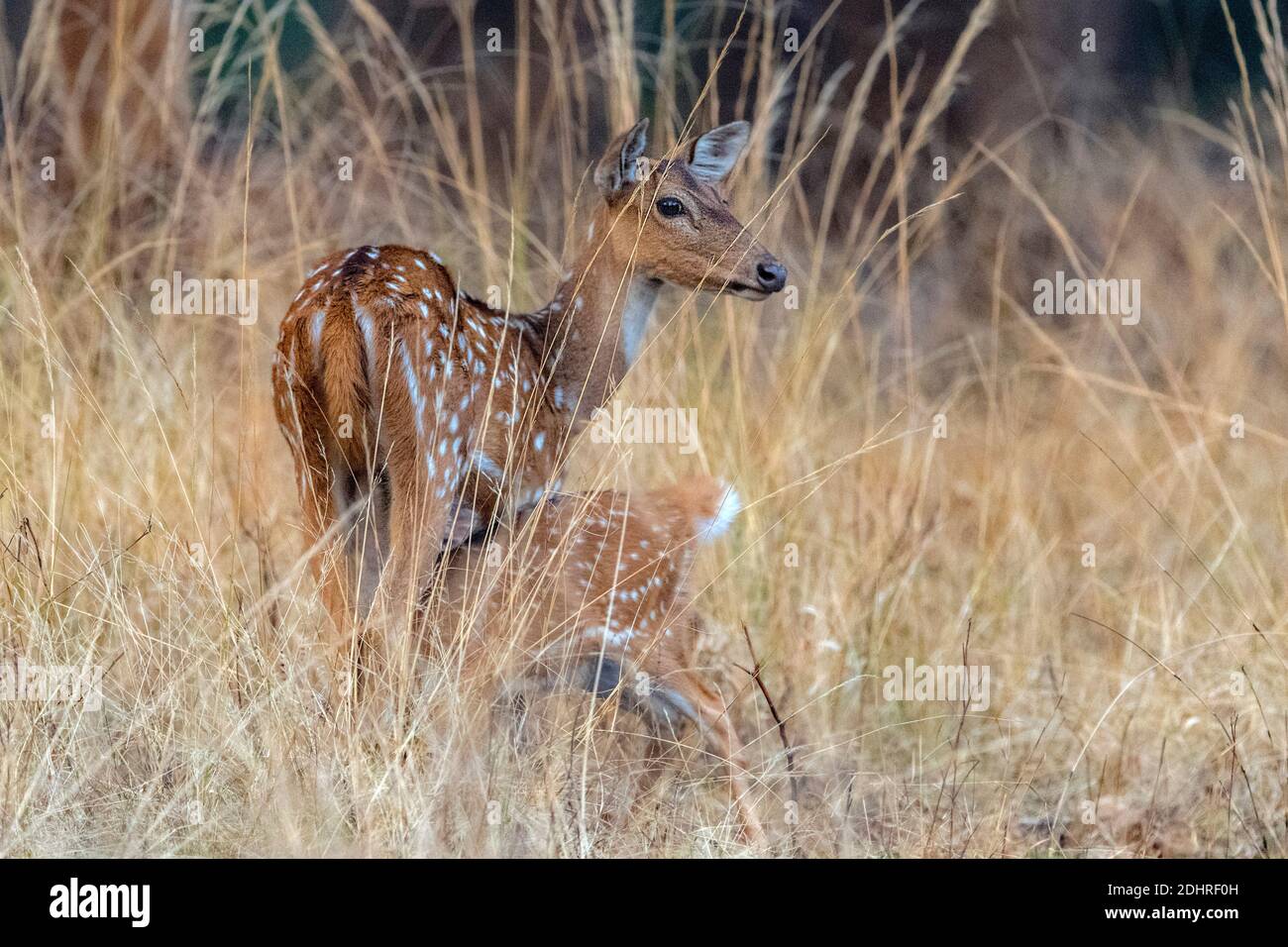 Female spotted deer (Axis axis) with calf drinking. Pench national Park ...