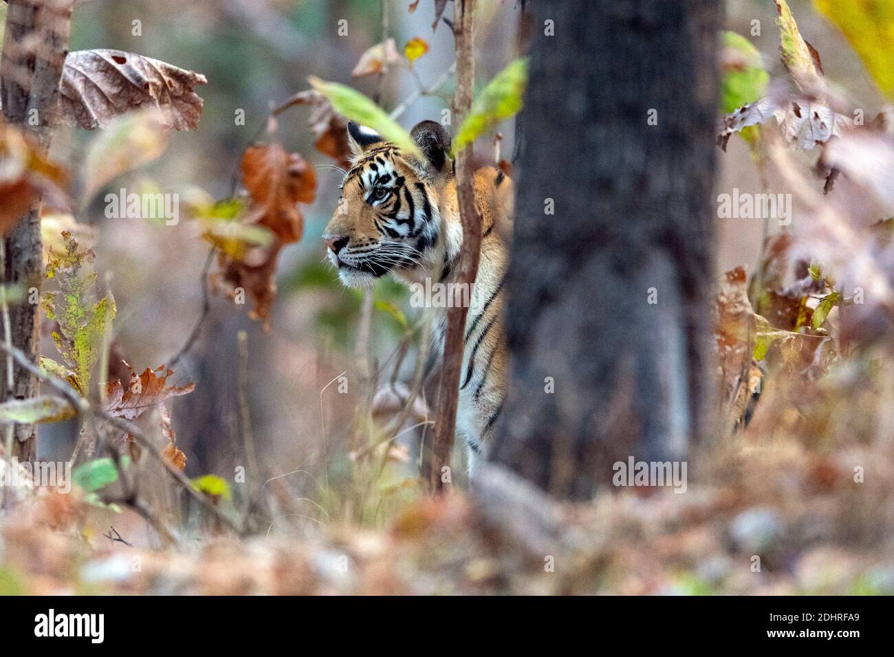 Female bengal tiger (Panthera tigris tigris) in the dense forest of Pench National Park, madhya ...