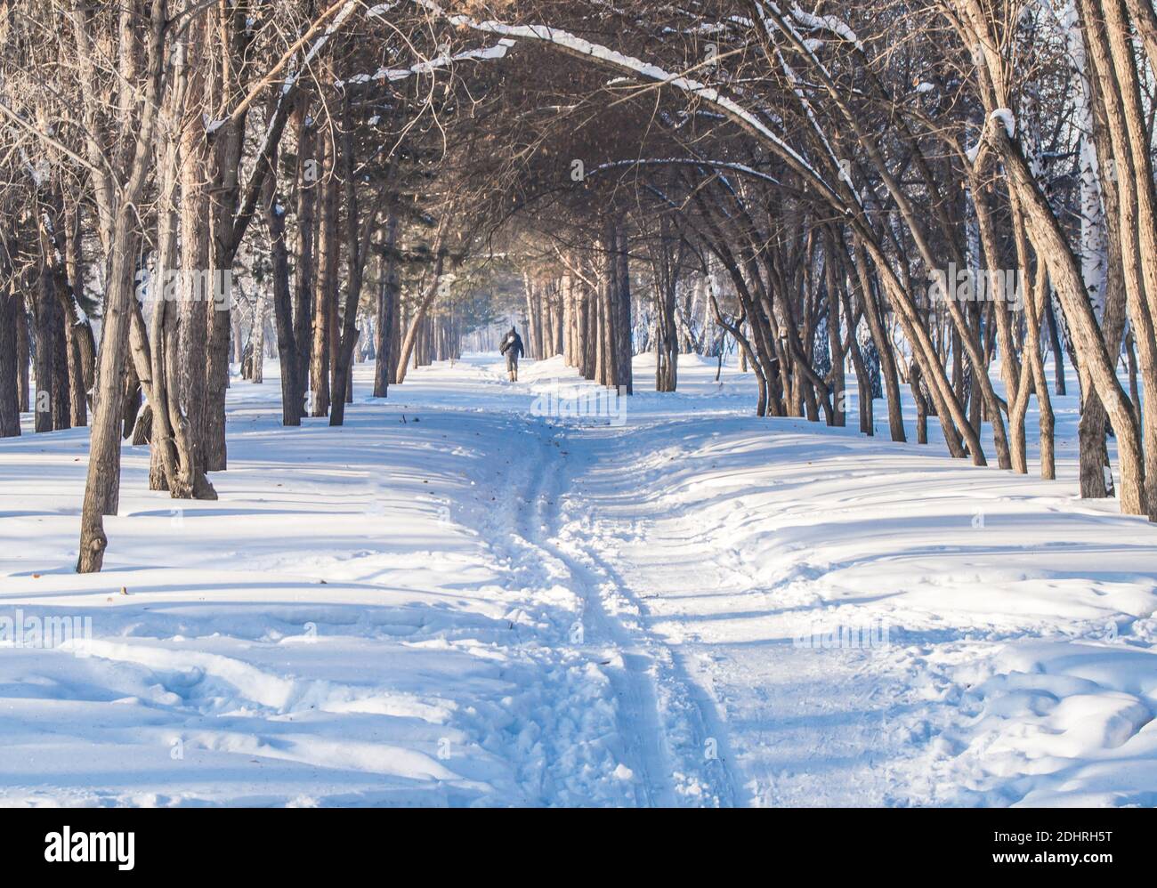 Winter snow-covered alley in the Park, tree branches form an arch ...