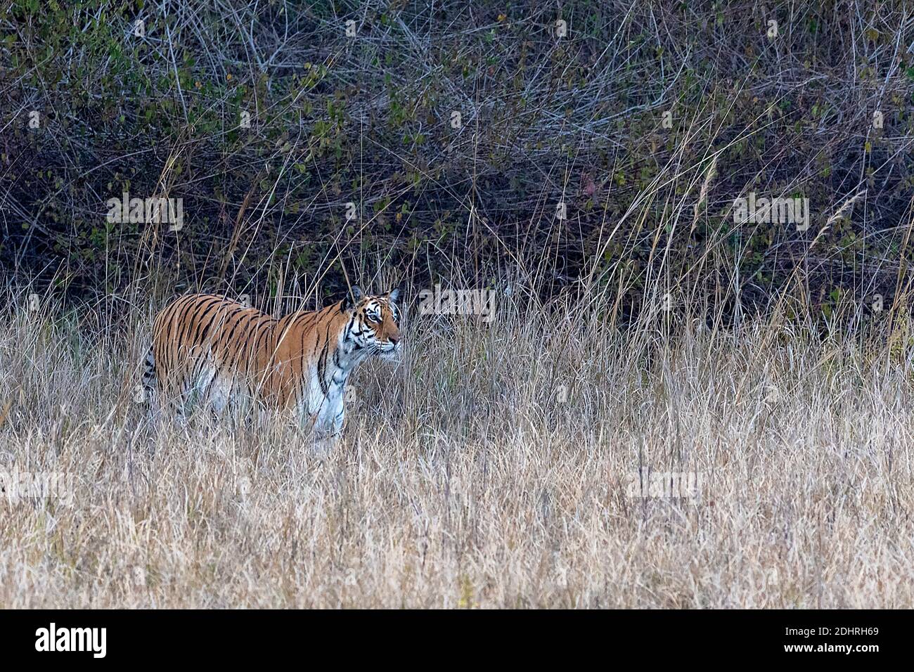 The Bengal tiger (Panthera tigris tigris) known as T-32 "Umarjhola ...