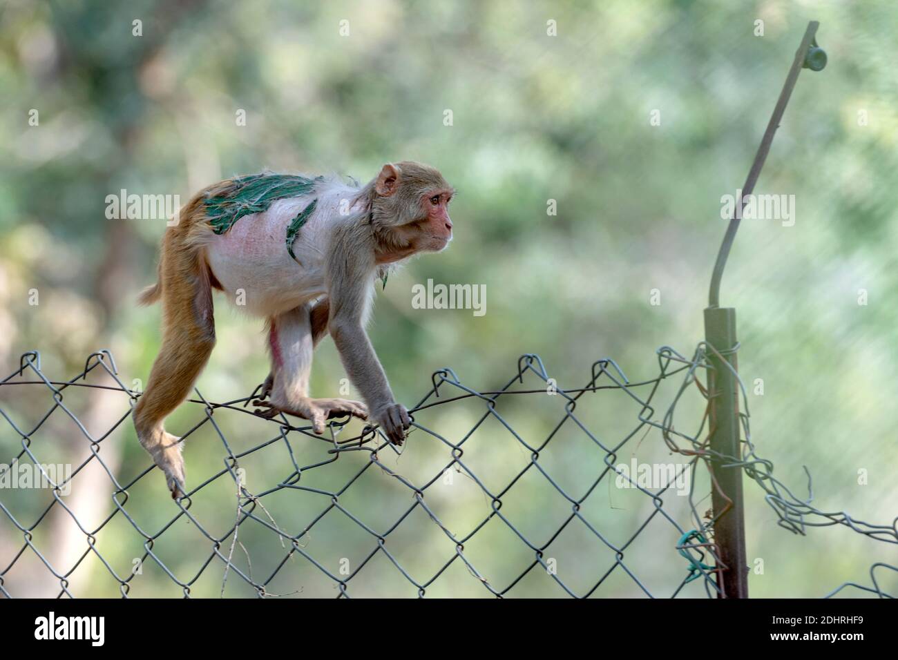 Rhesus macaque (Macaca mulatta) with severe fur loss. Photo from the ...