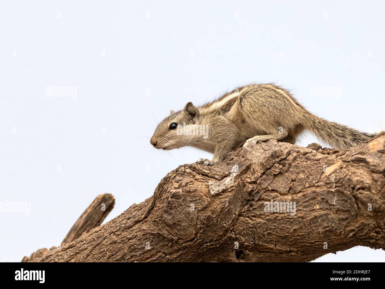 Five-striped palm squirrel (Funambulus pennantii) from Rajasthan, India ...
