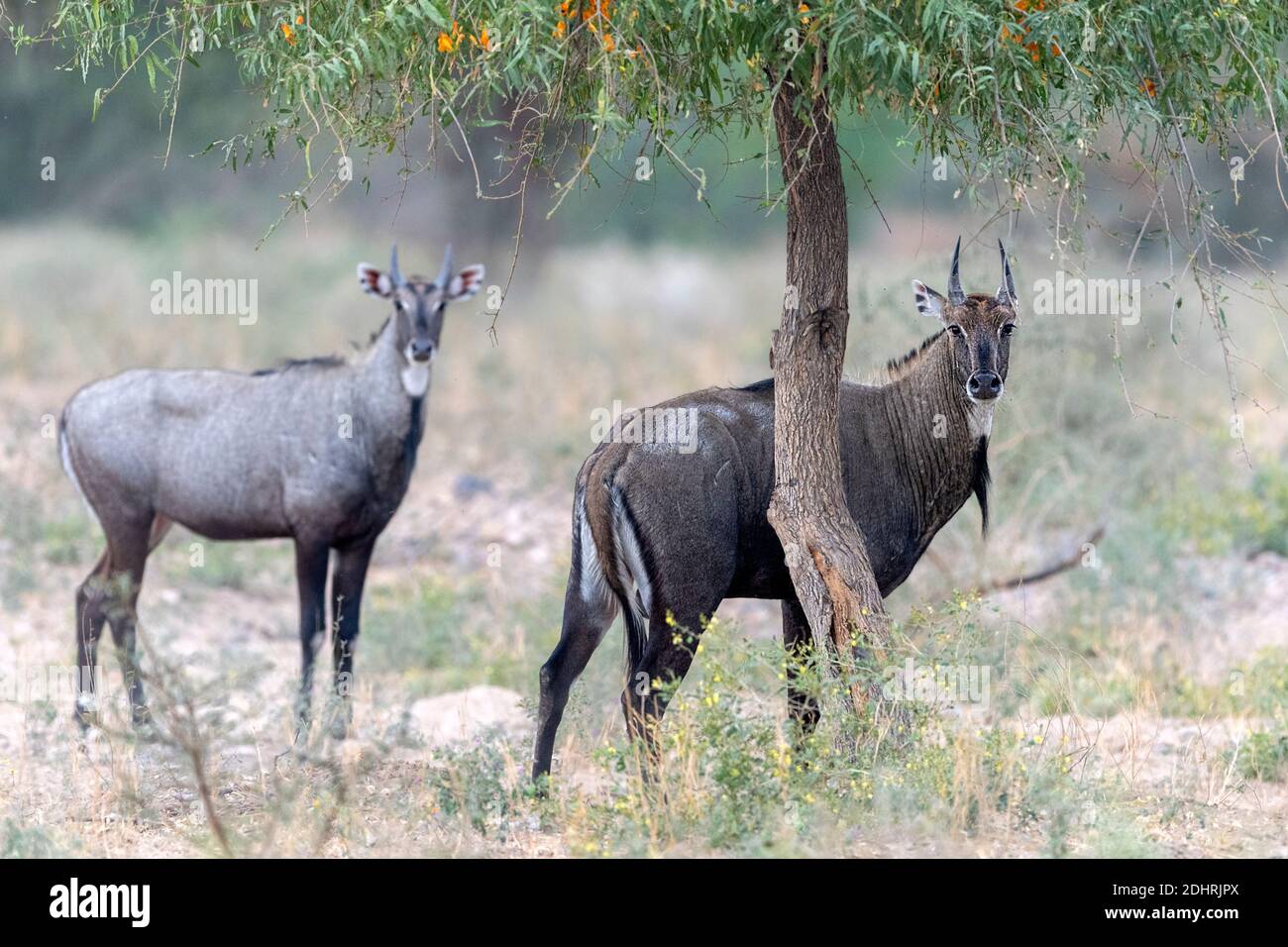 Pair of nilgai (blue bull, Boselaphus tragocamelus) from Deeri ...