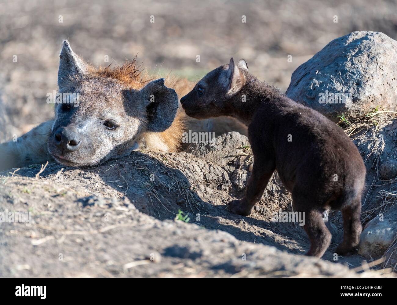 Baby Laughing Hyena