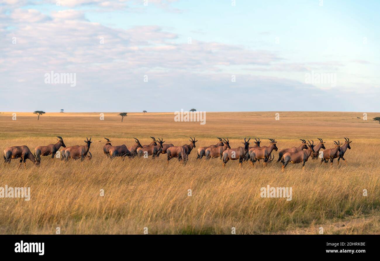 Herd of topi antelopes (Damaliscus korrigum) on the savanna of Maasai ...