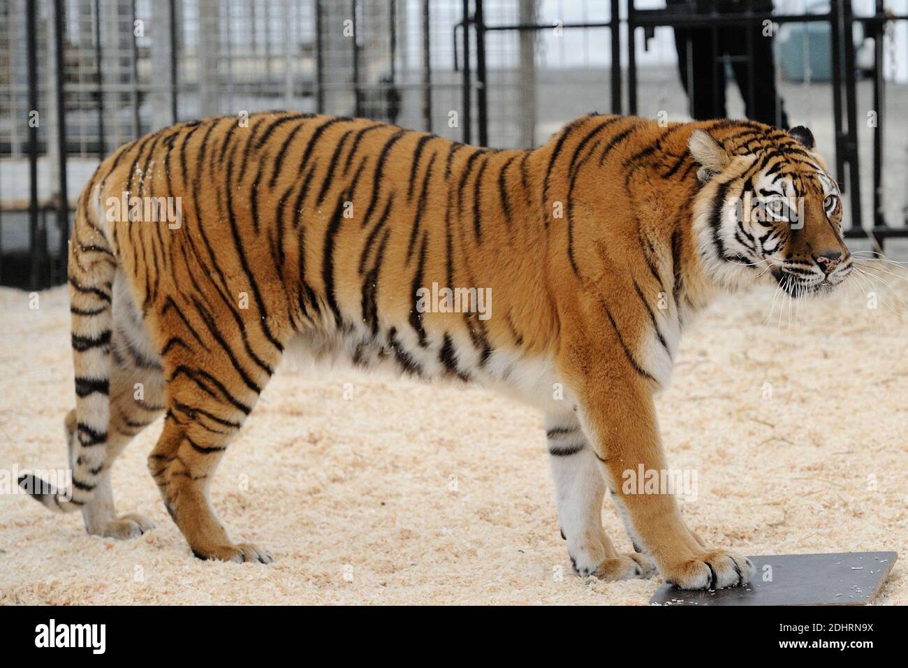 Life of pi tiger hi-res stock photography and images - Alamy