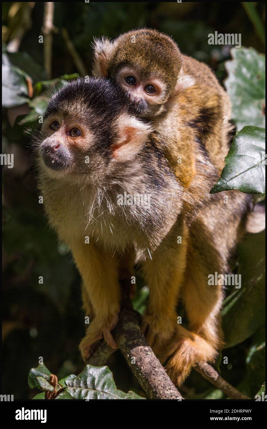A female Capuchin monkey carrying her baby on her back while climbing ...