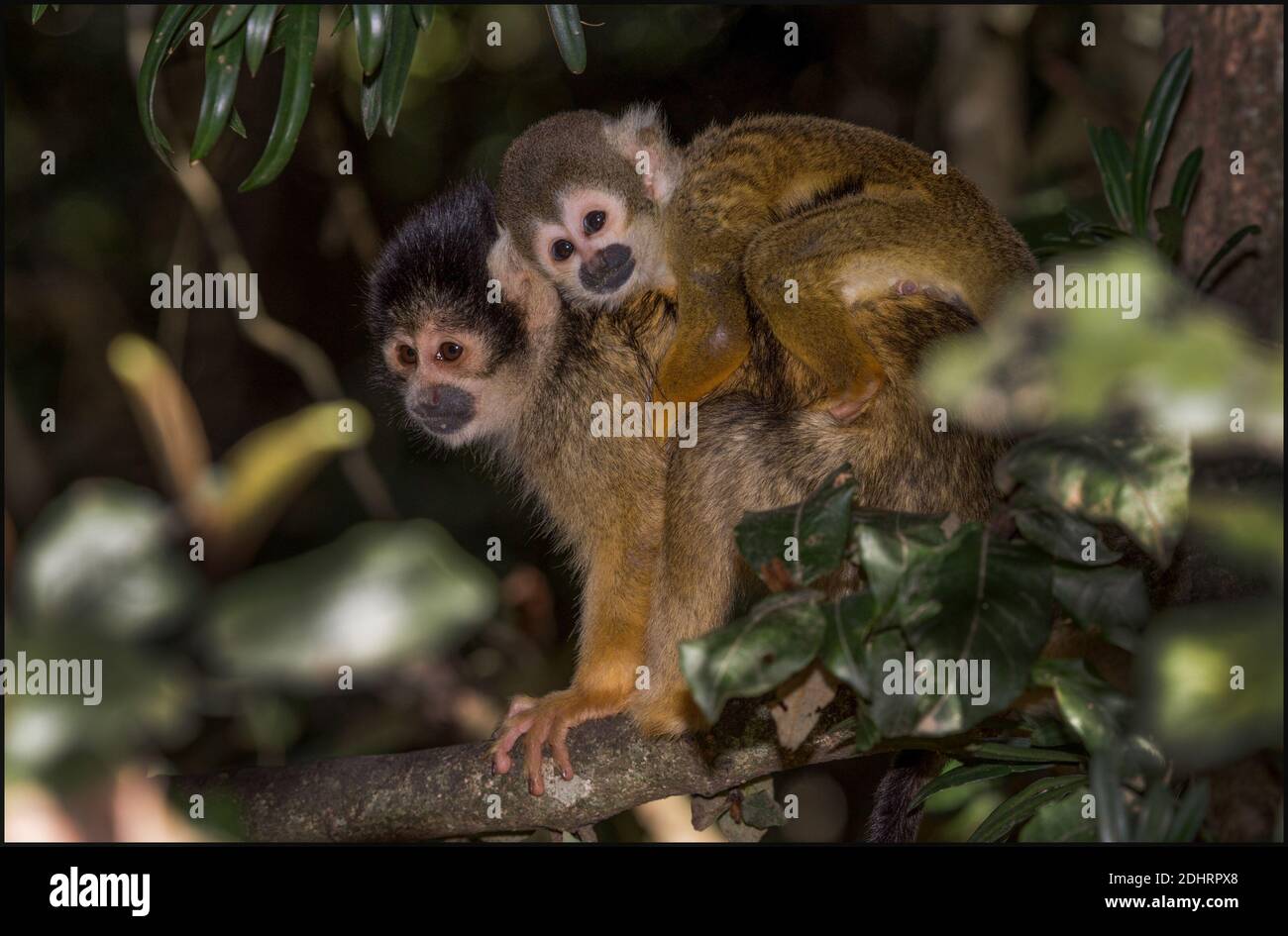 A female Capuchin monkey carrying her baby on her back while climbing ...