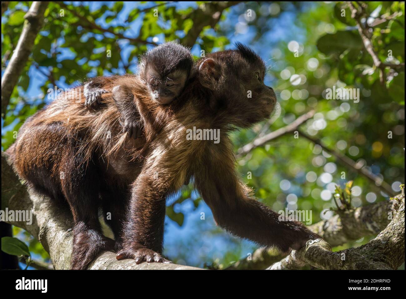 A female Capuchin monkey carrying her baby on her back while climbing ...