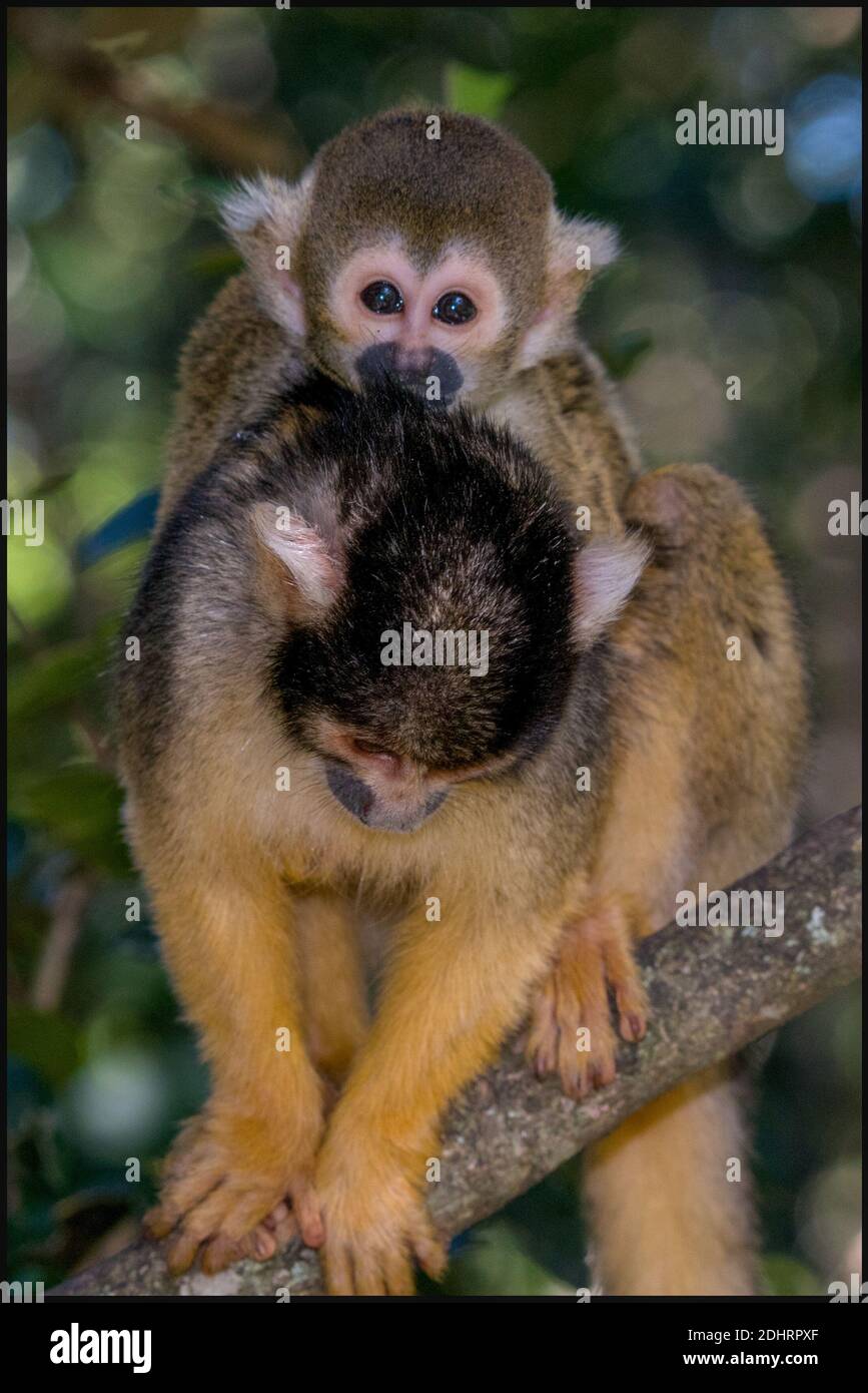 A female Capuchin monkey carrying her baby on her back while climbing ...
