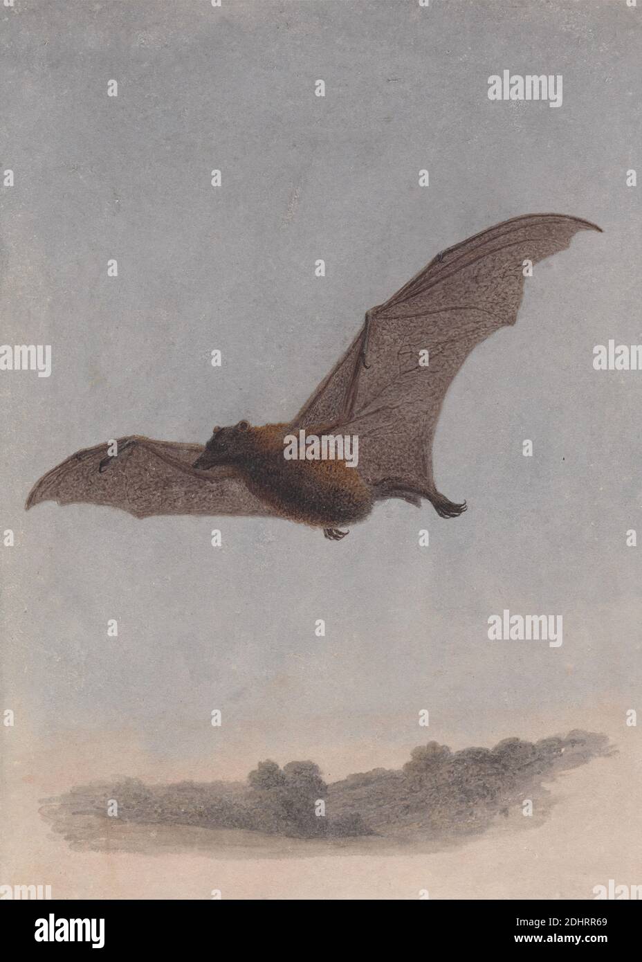 Bat study hi-res stock photography and images - Alamy