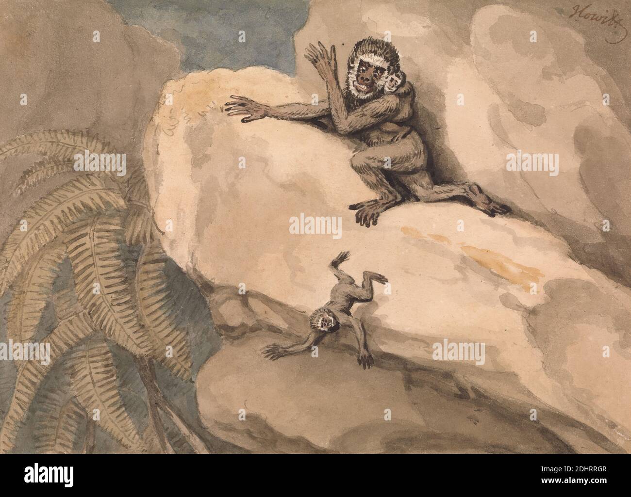 Monkey watercolor hi-res stock photography and images - Alamy