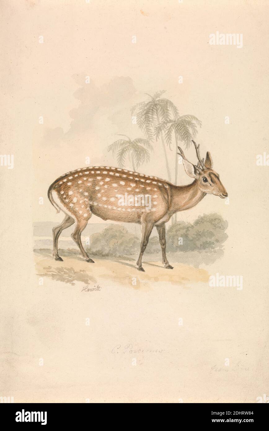 Hog Deer, Samuel Howitt, 1756–1822, British, after 1813, Watercolor and ...