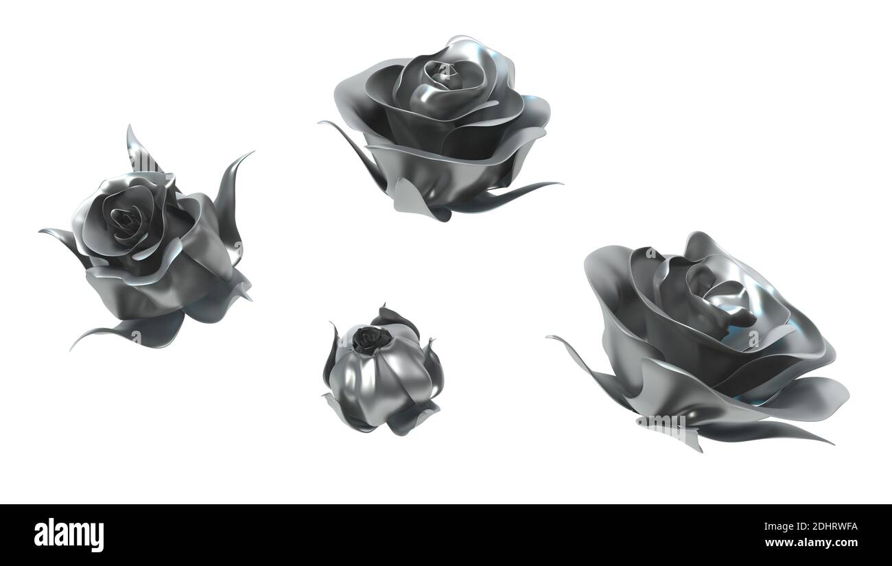 Unfolding rose Cut Out Stock Images & Pictures - Alamy