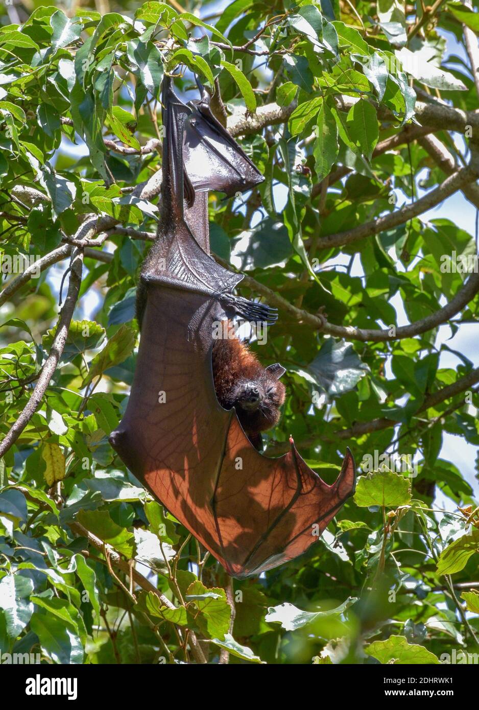 A bat in a tree in Plettenberg forest, South Africa on February 2016 ...