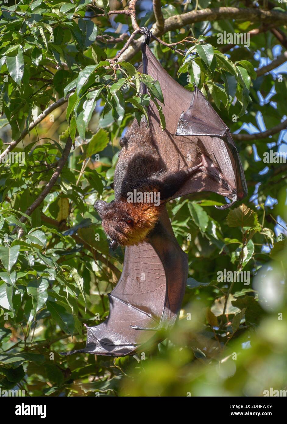 Bat in a tree hi-res stock photography and images - Alamy