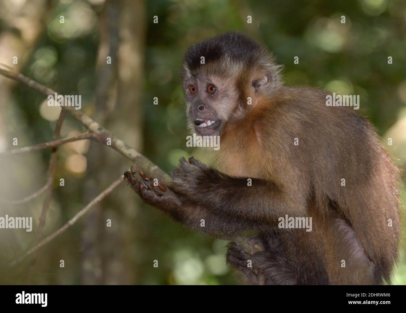 Capuchin monkeys in trees in Plettenberg forest, South Africa on ...