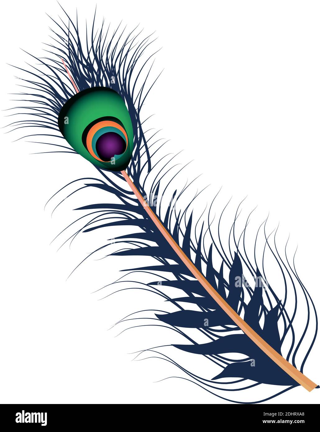 Peacock Feather Vector Graphic