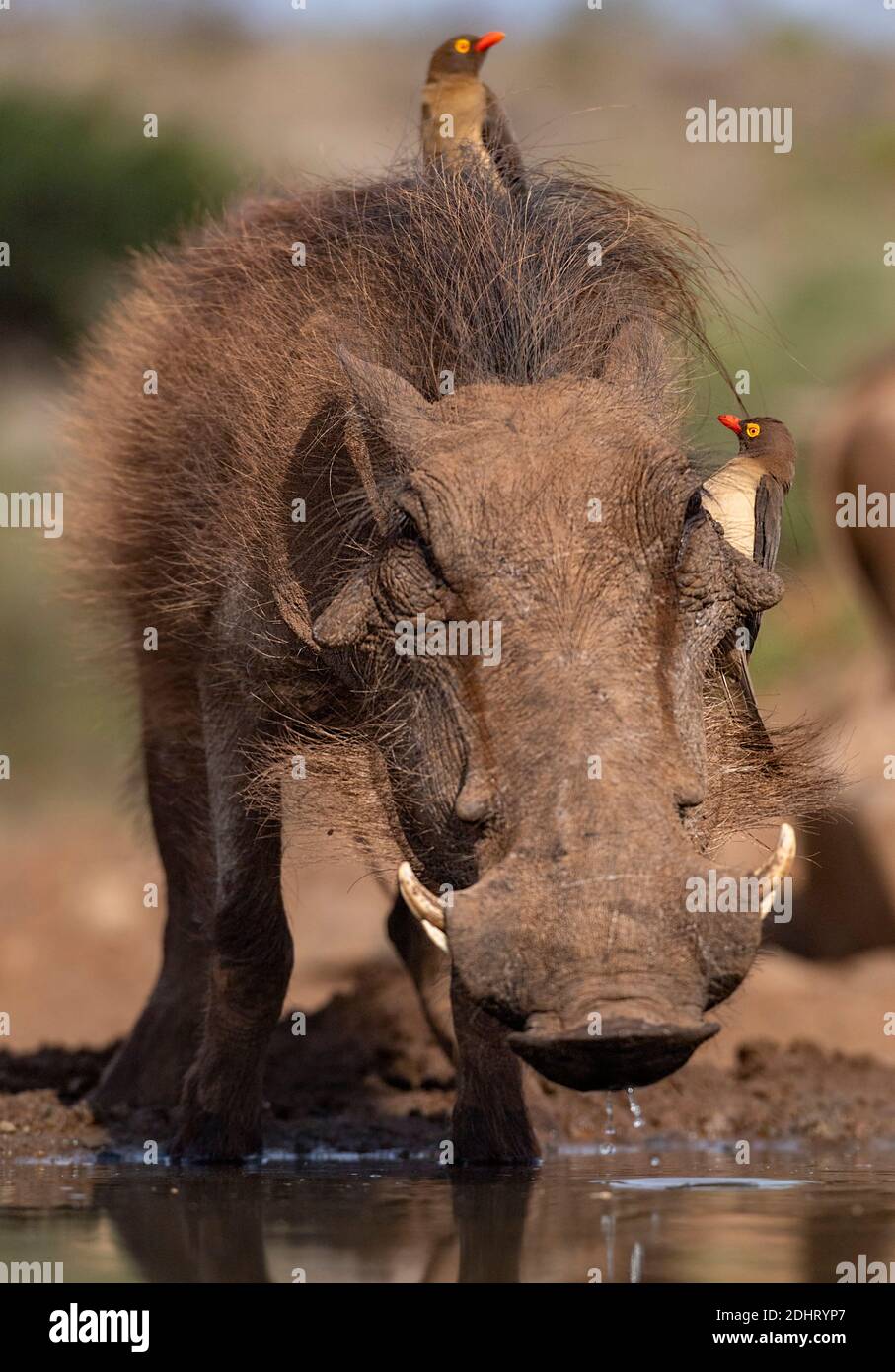 Common warthog (Phacochoerus africanus) with red-billed oxpeckers ...