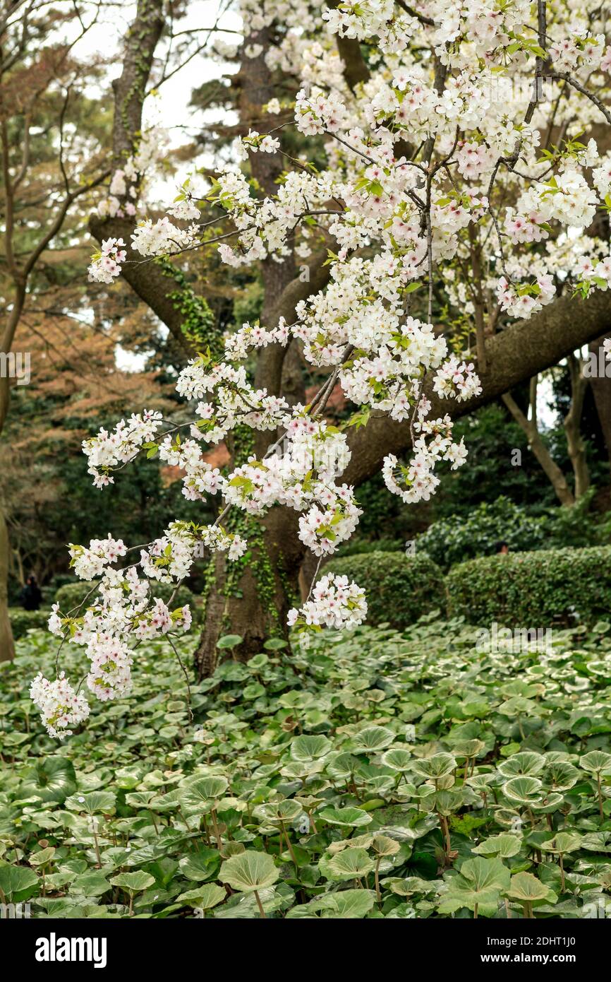 Photo of white cherry blossom at the empire's palace in Tokyo, Japan ...