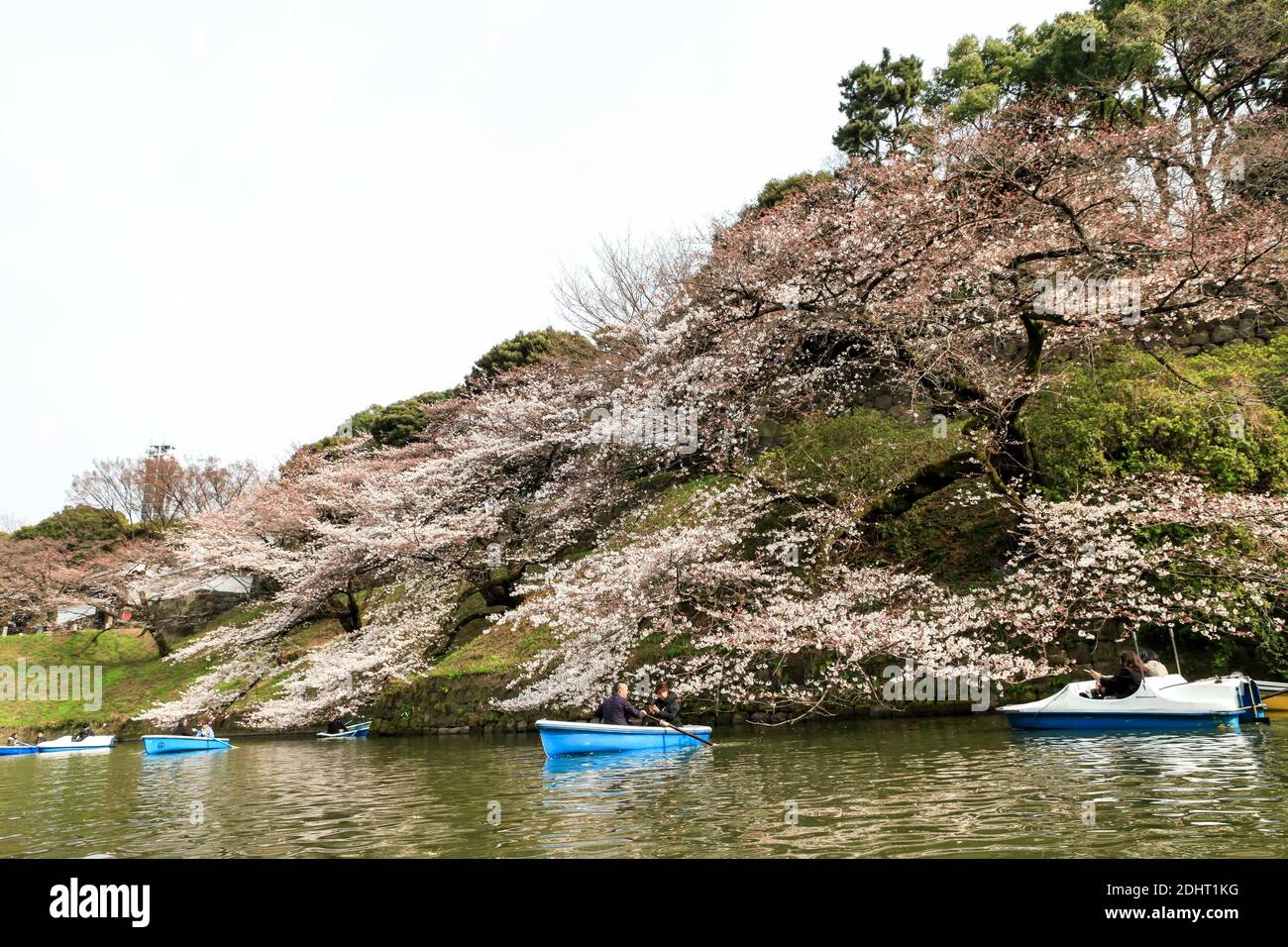 Photo of white cherry blossom at the chidori ga fuchi in Tokyo, Japan ...